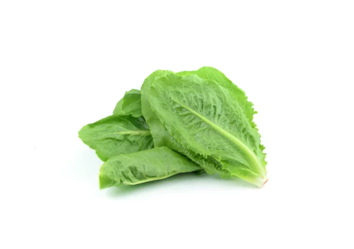 Chinese Romaine Lettuce 油麦 – freshveggies.sg